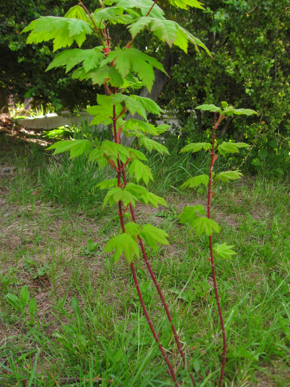 Just a girl with a hammer: I've yet to meet a maple I don't like