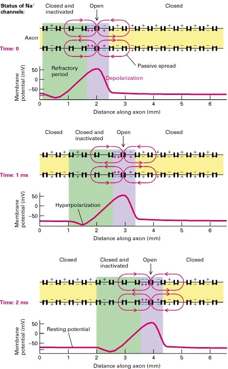 BIPH3001-Frontiers in Biophysics 2010: Movement of an Action Potential