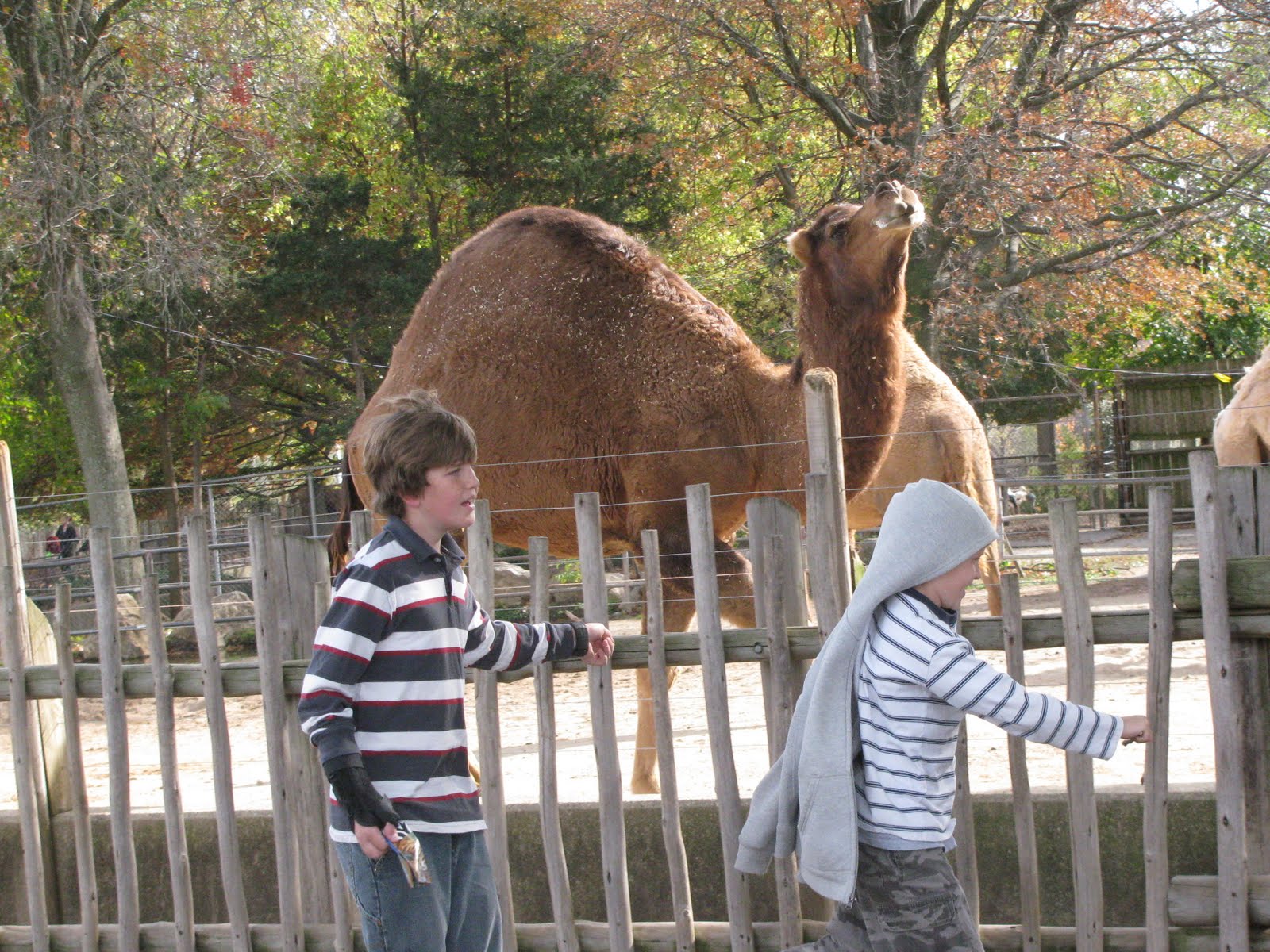 a little cooper sunshine