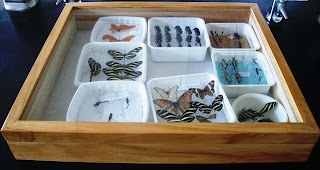 Sistematica de Insectos (FAUSAC): Colección y cajas entomológicas