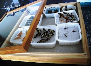 Sistematica de Insectos (FAUSAC): Colección y cajas entomológicas