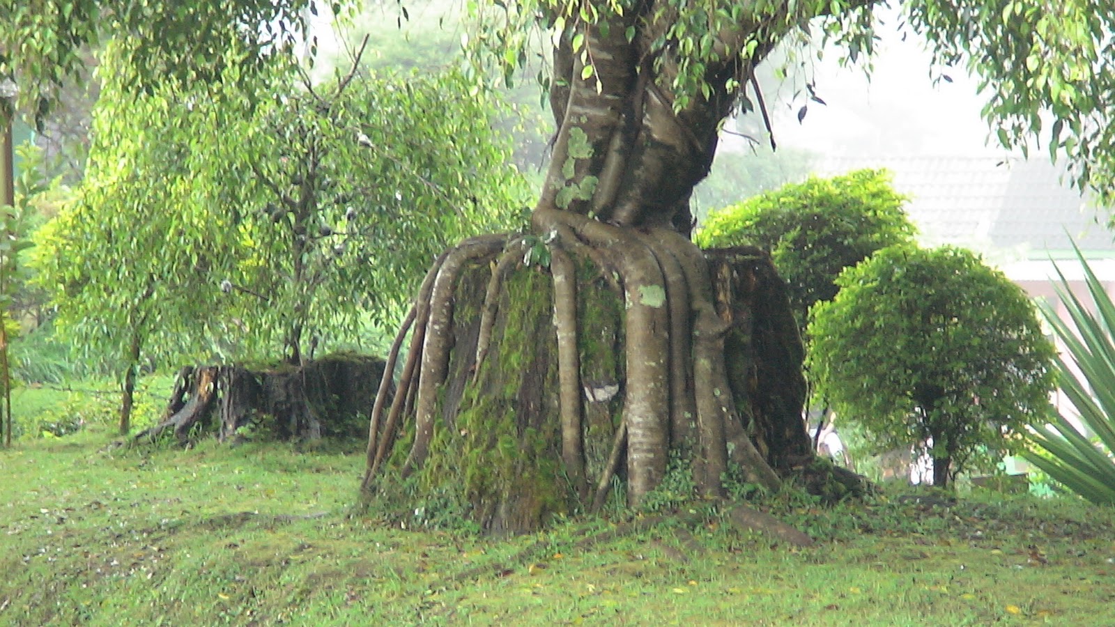 Info Wisata Kopeng: Pohon Kenangan