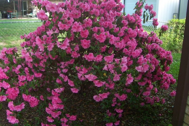 Davy's Louisiana Gardening Blog: Formosa Azaleas