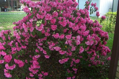 Davy's Louisiana Gardening Blog: Formosa Azaleas
