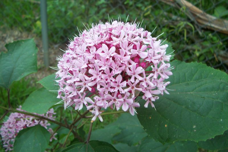 Davy's Louisiana Gardening Blog: Garden Bloggers' Bloom Day - June