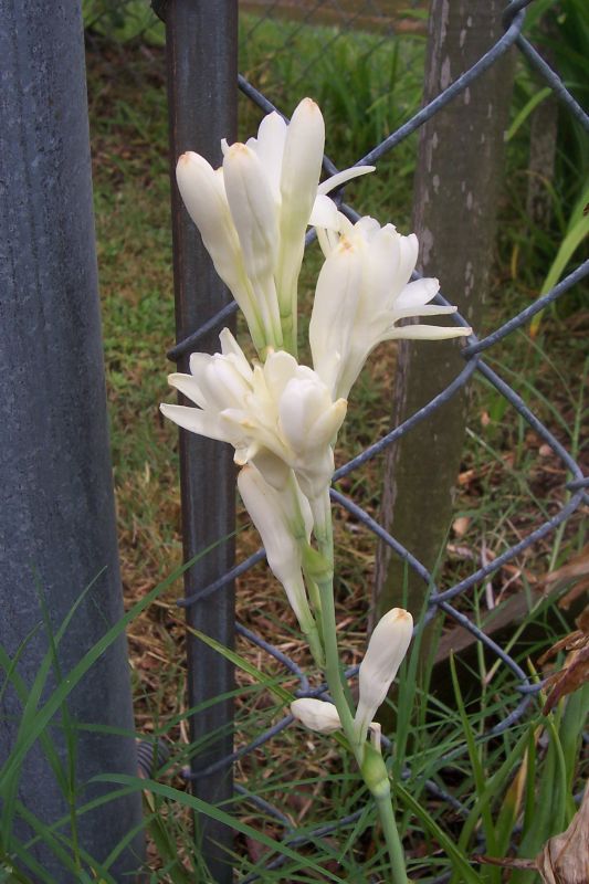 Davy's Louisiana Gardening Blog: Let's Go Tubing!