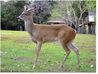 ESPECIES SILVESTRE DE CASANARE: EL VENADO