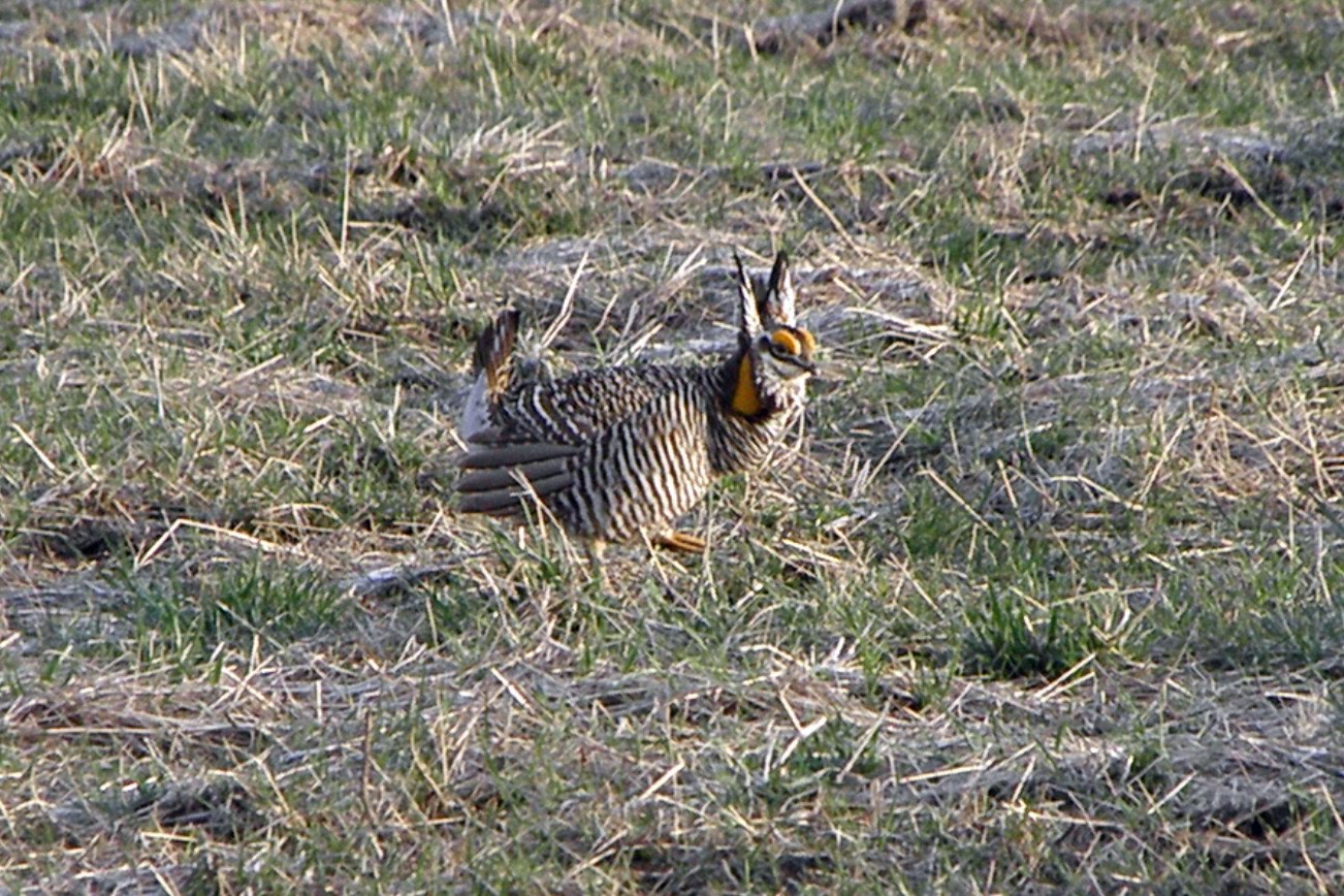Birding! A Growing Obsession!: Greater Prairie Chicken, Prairie Ridge ...
