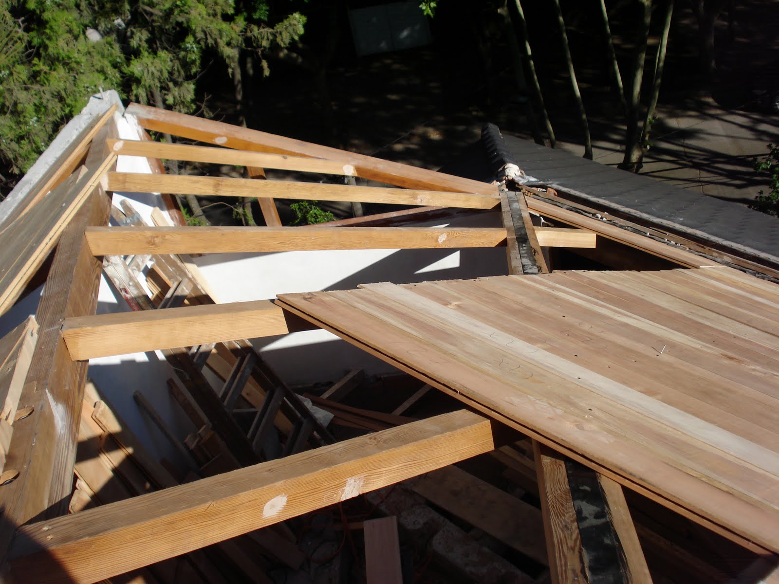 Martin Sanchez: Techo de pinotea y lenga