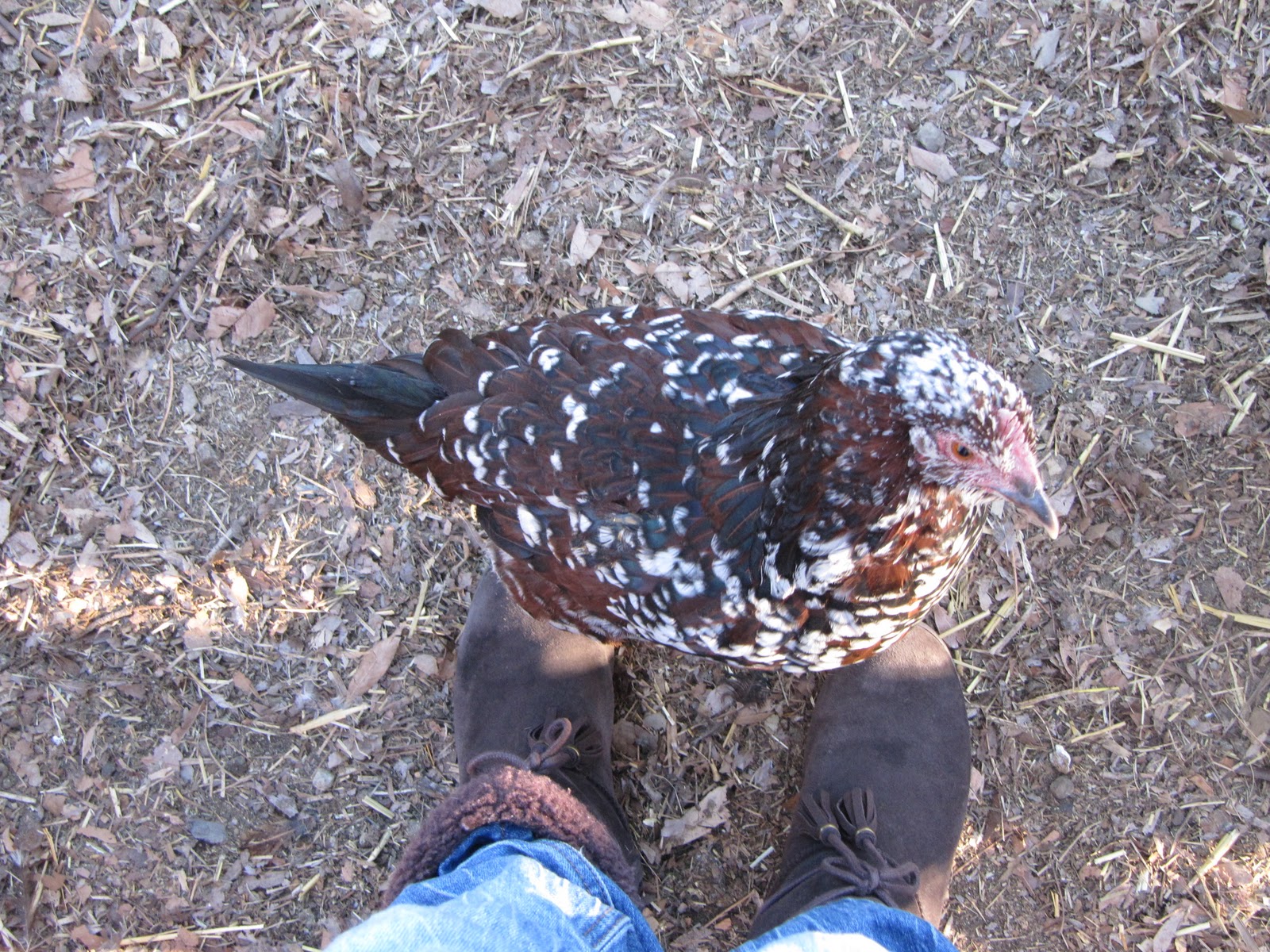 Goat Hollow Garden: Goodbye Chunky Chick