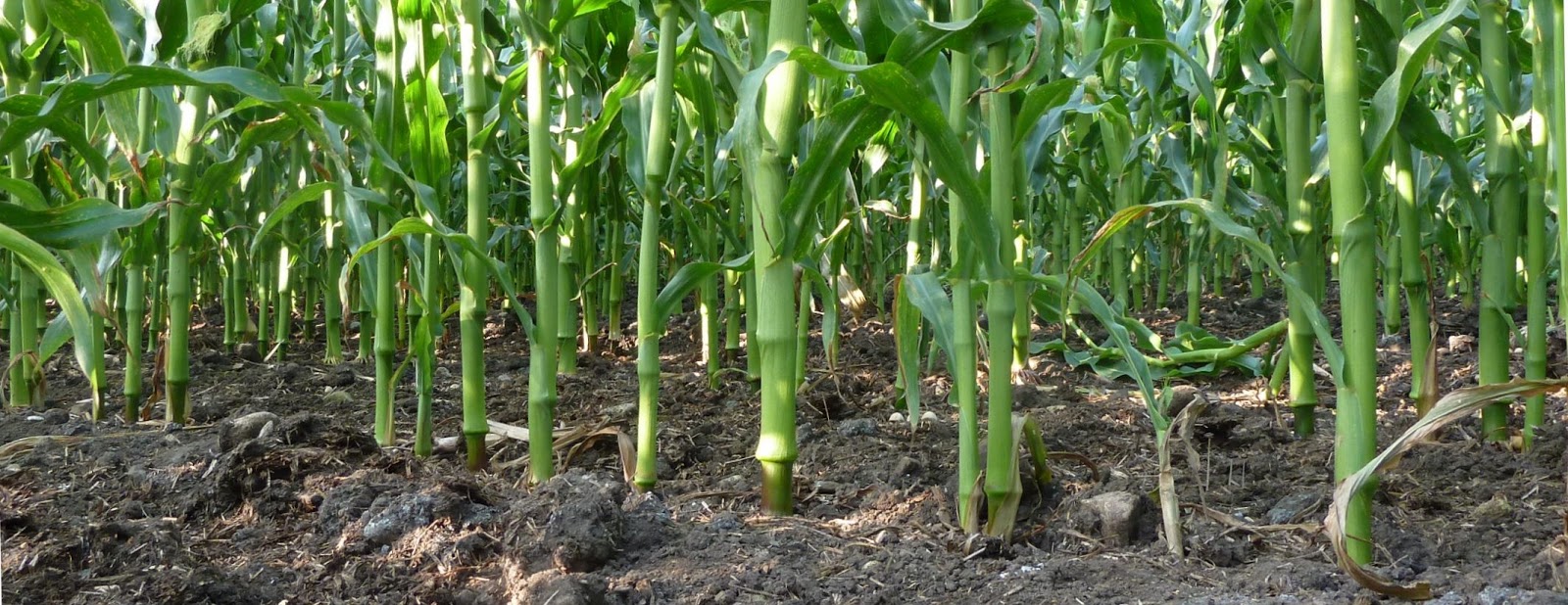 The Rainforest Fund Project: Zea mays - Maize (Corn)