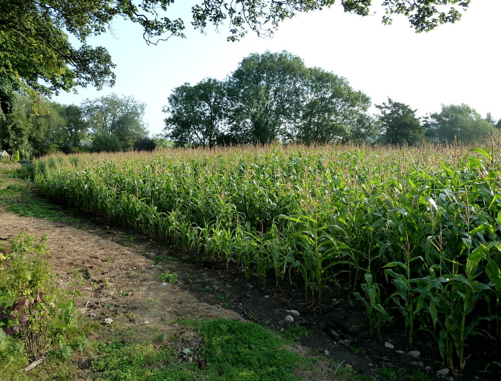 The Rainforest Fund Project: Zea mays - Maize (Corn)
