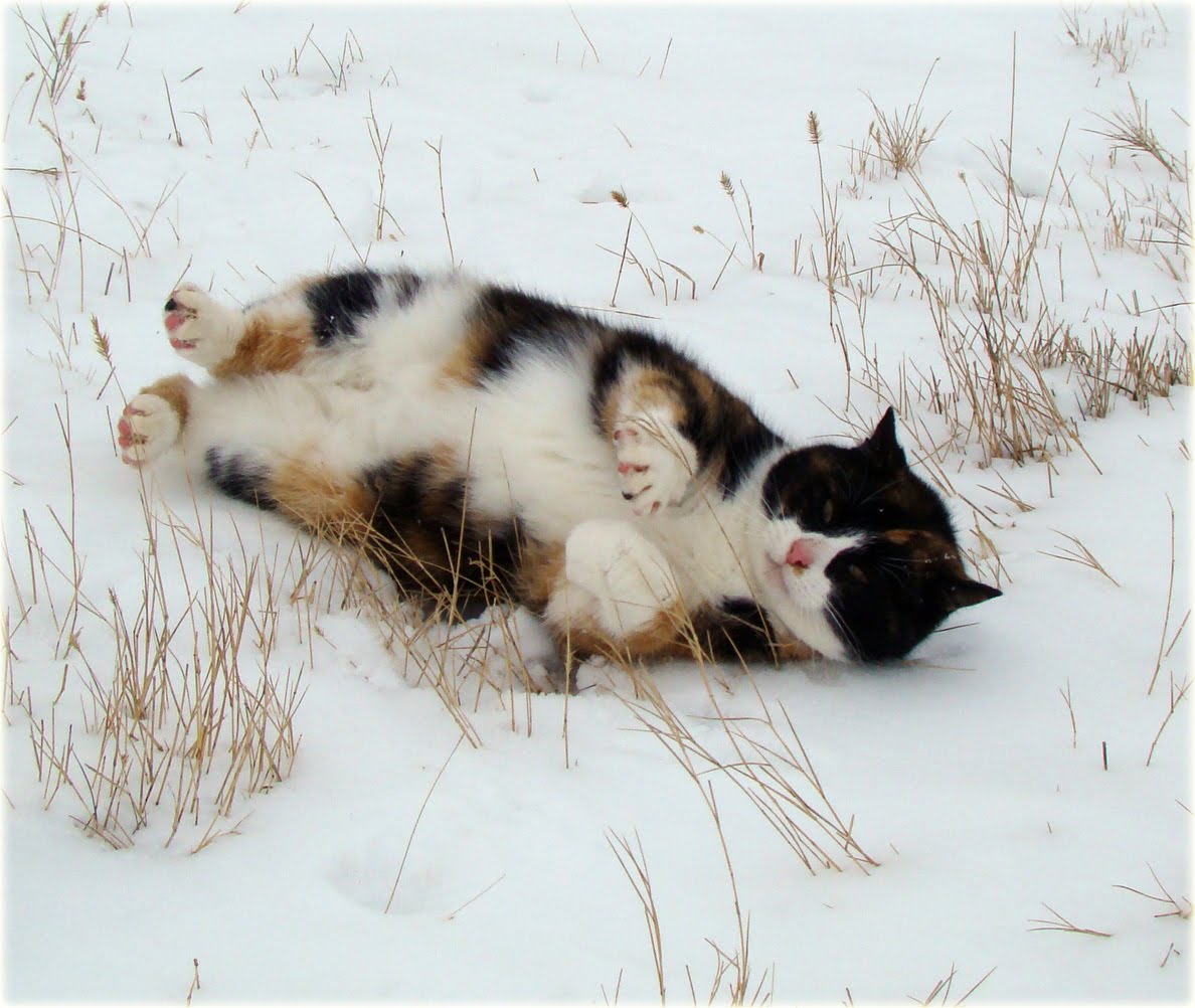 Alta-Pete Farm Tails: Minimal Monday - Fat Cat Rolling