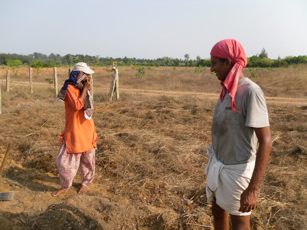 Farm, yeah: ragi crop - experiences