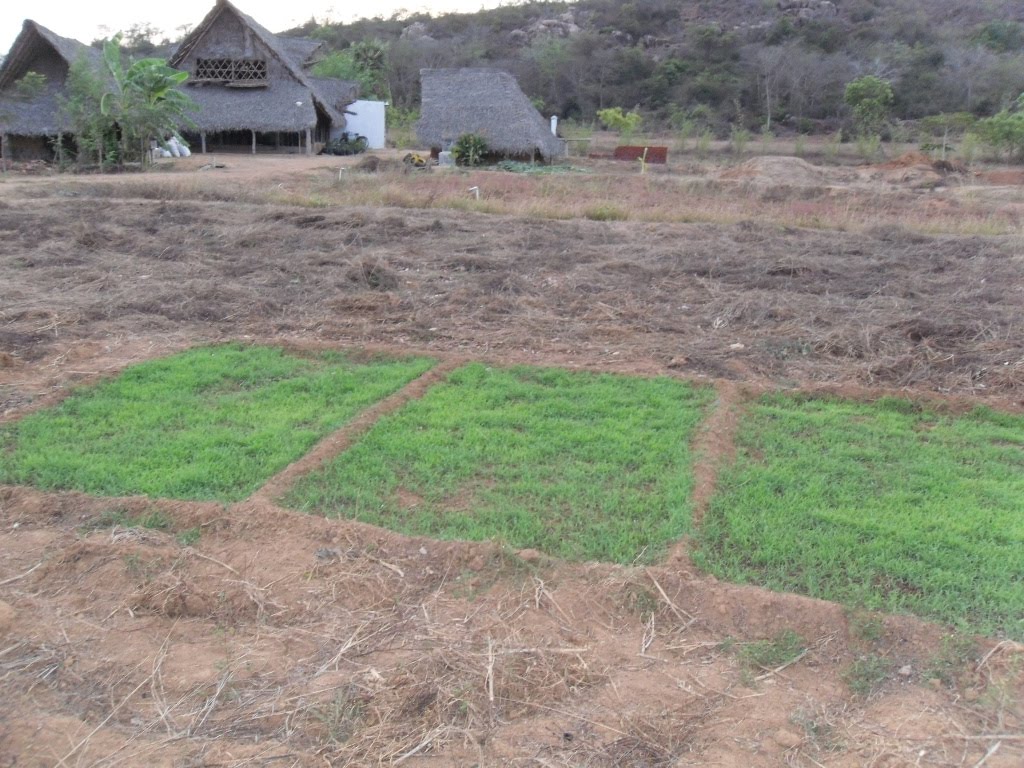 Farm, yeah: ragi crop - experiences