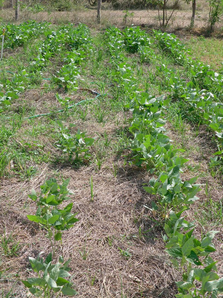 Farm, yeah: ragi crop - experiences