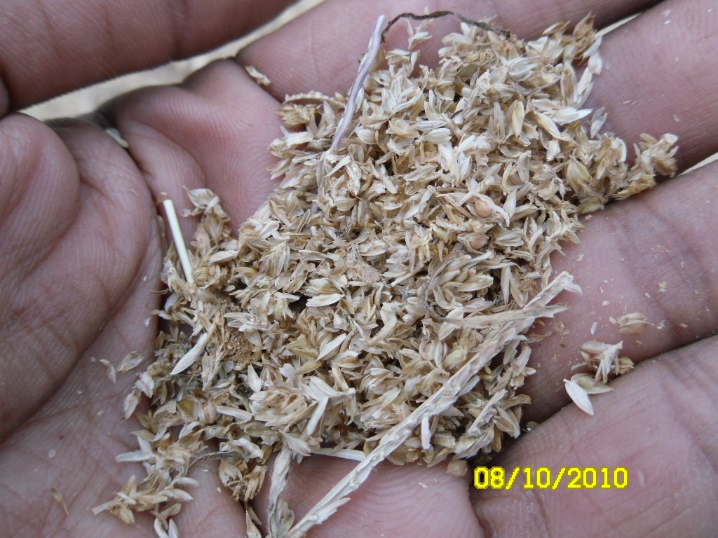 Farm, yeah: ragi - processing and onwards