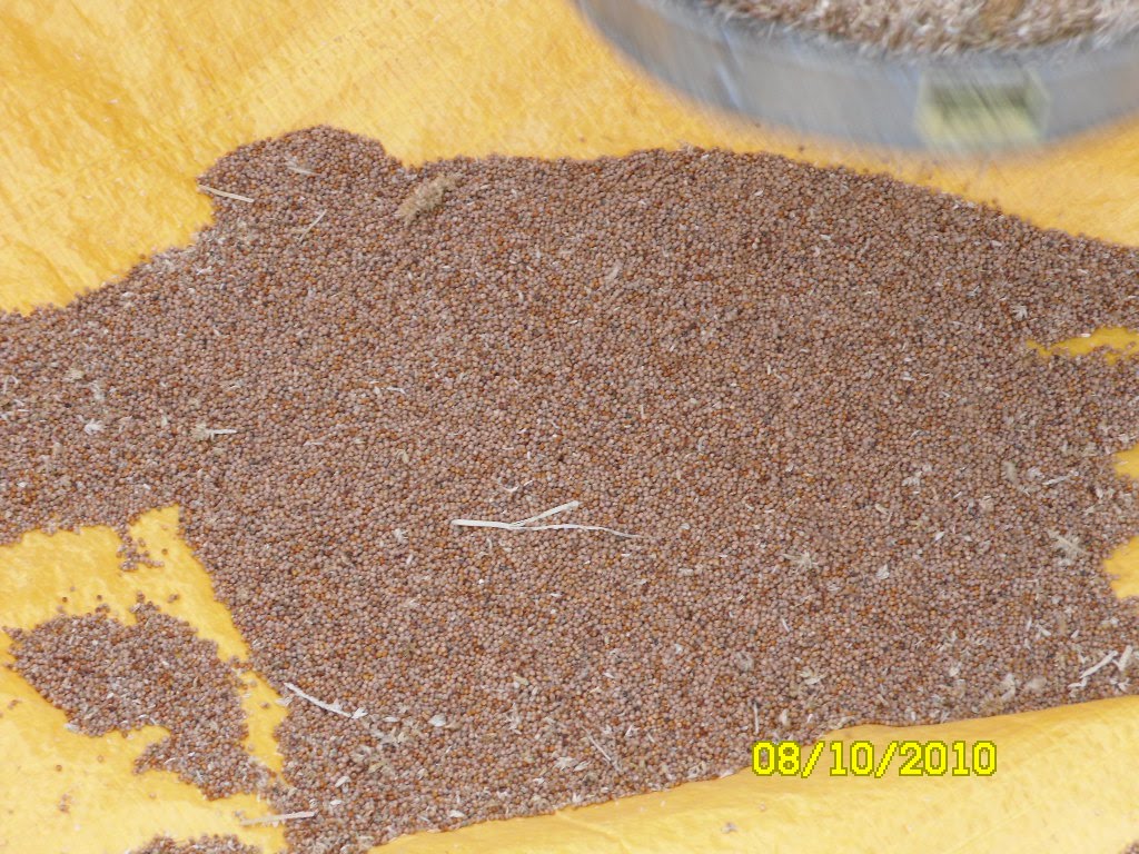 Farm, yeah: ragi - processing and onwards