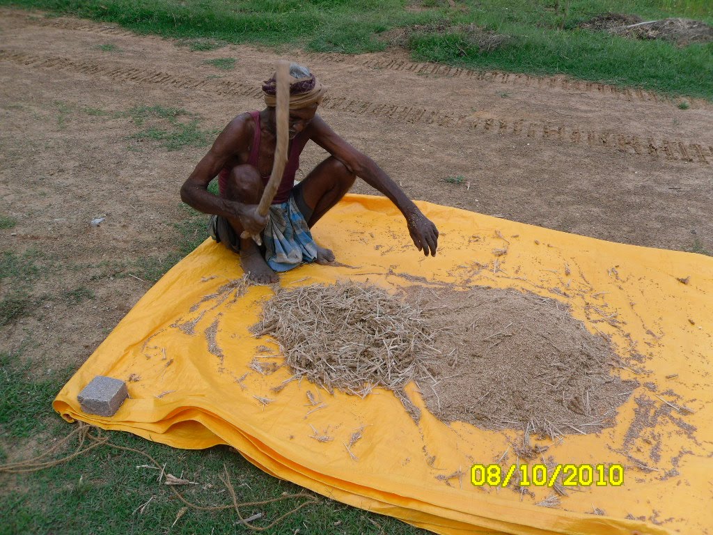 Farm, yeah: ragi - processing and onwards