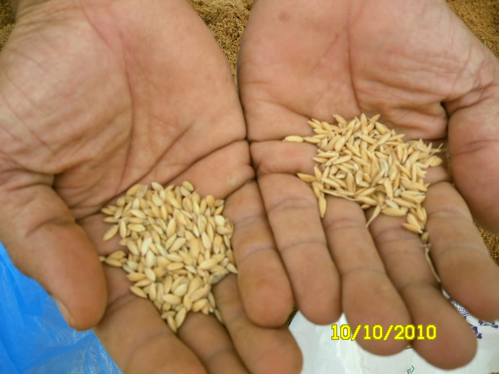 Farm, yeah: a new rice planting experiment