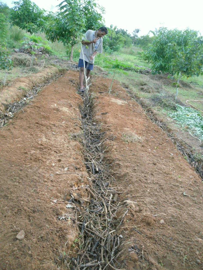 Farm, yeah: trench and mound for vegetables