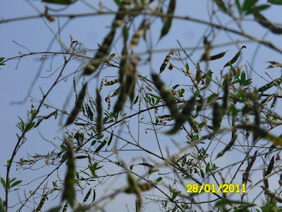 Farm, yeah: our thuvarai trees