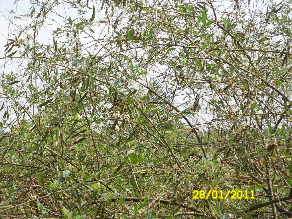 Farm, yeah: our thuvarai trees