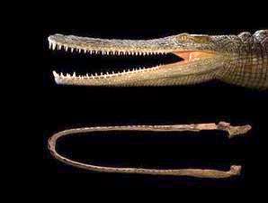 untuk berbelanja di KutuKutuBuku.com