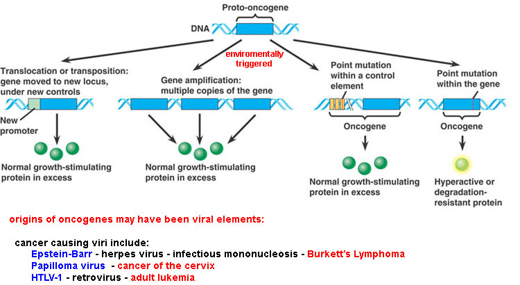 Educabio: Protooncogèn