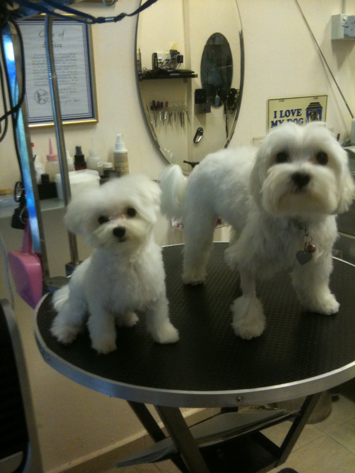 Tea Cup Maltese- one year old, and standard Maltese 2 years old ...