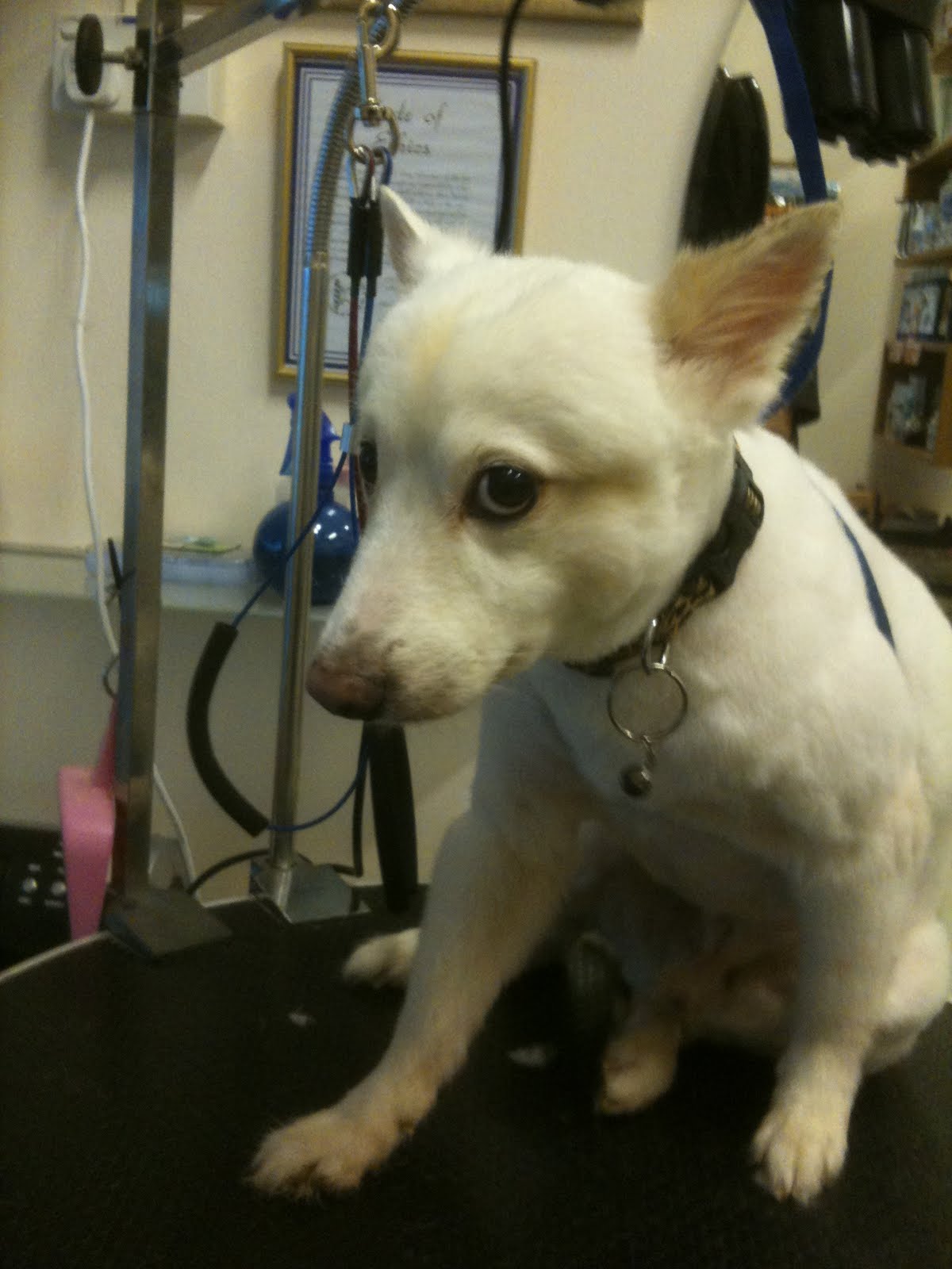 Japanese Spitz- Another happily groomed dog by King | Mobile Dog ...