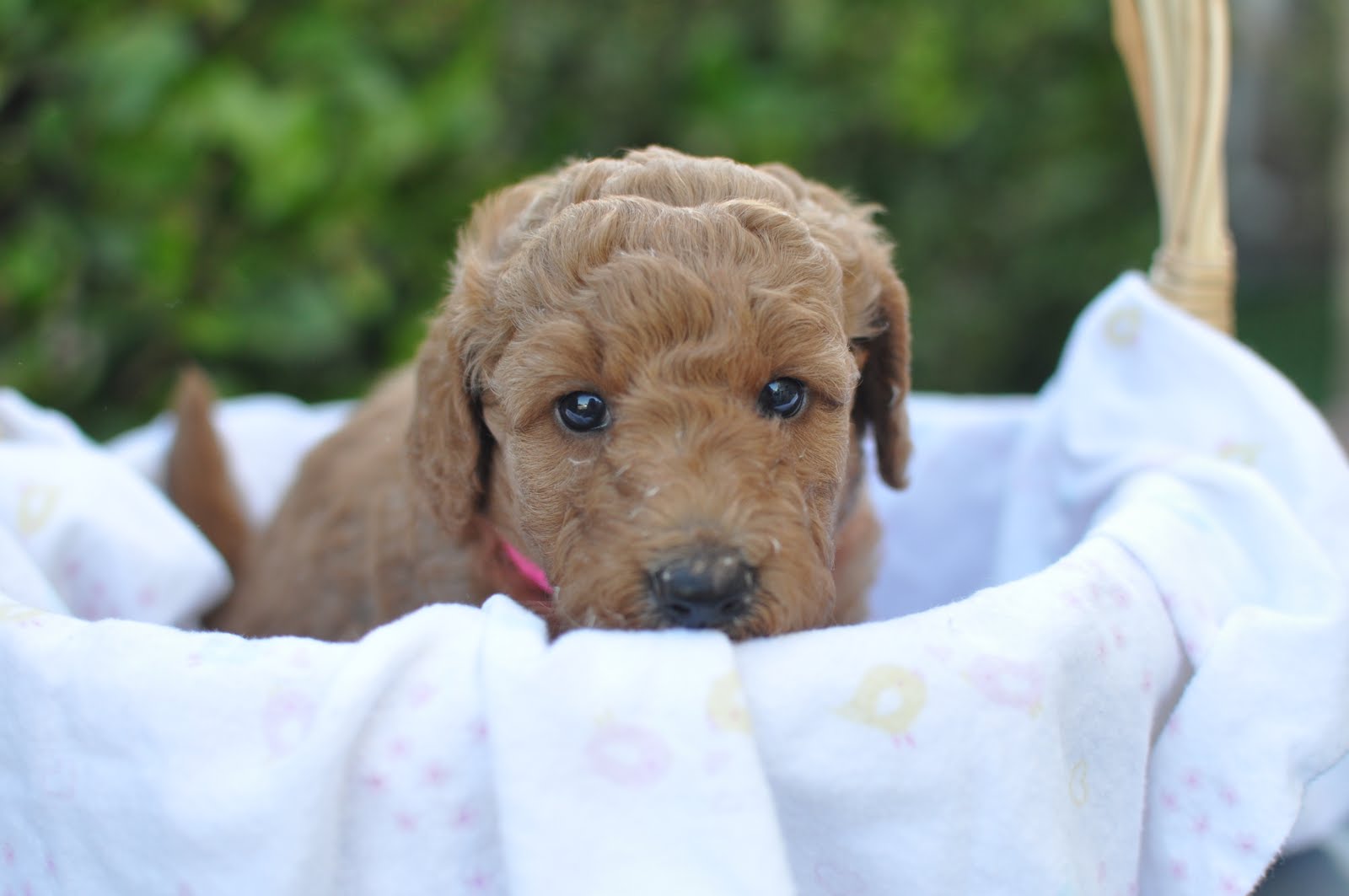 Faithful Doodles: 4 Week Old F1B Labradoodle Puppies | Southern ...