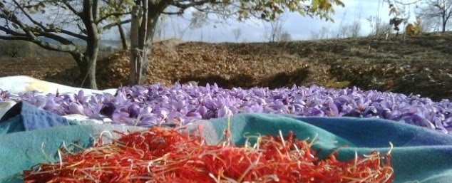 Kashmir Countryside Saffron Farms