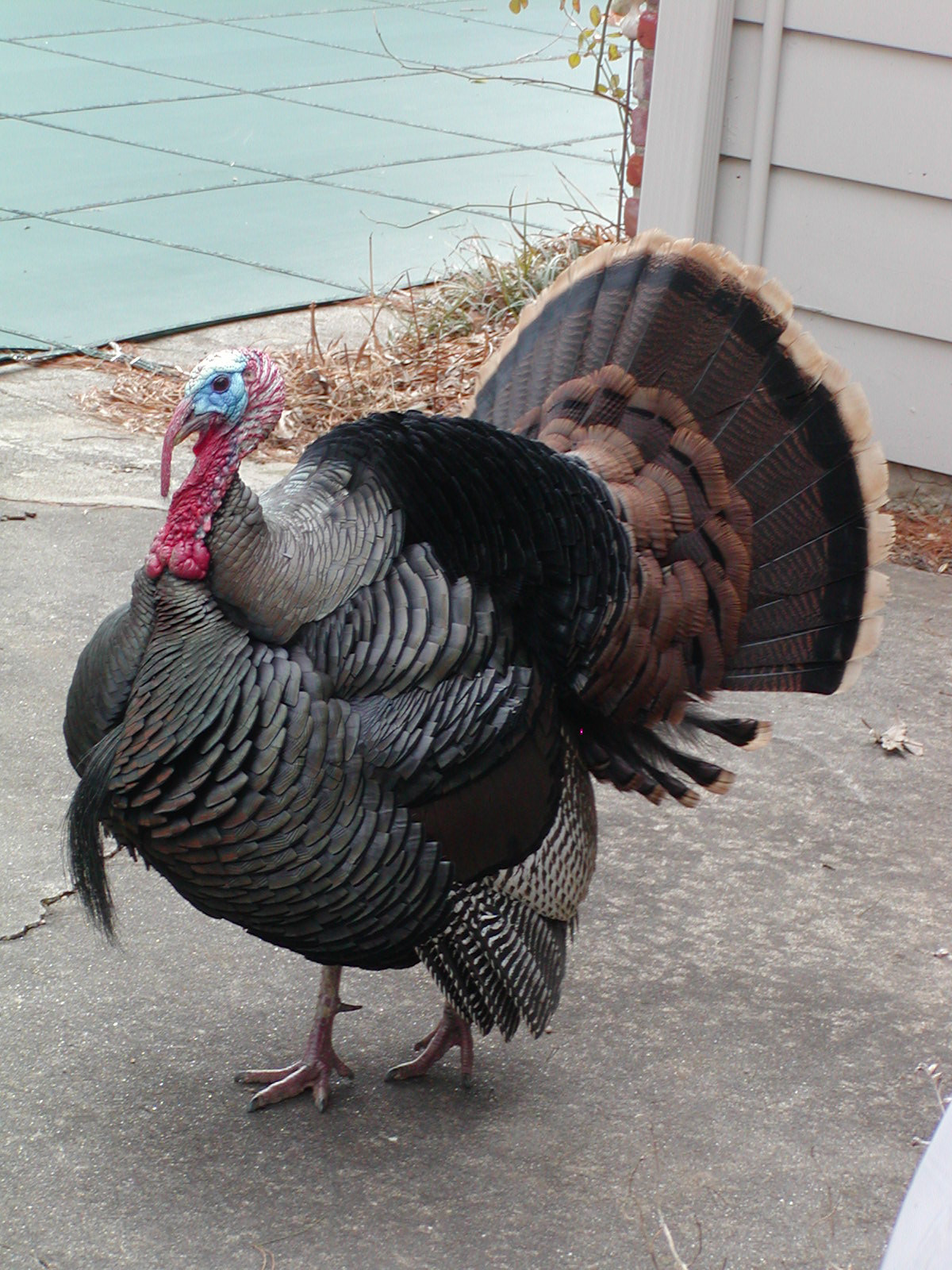 A Scratch Behind the Ears (and other nice things): Turkey Tales