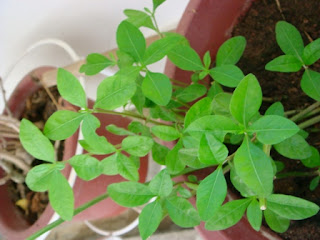 Taste of Mysore: Stirfried Alternanthera sessilis/ Honagone Soppu - Palya