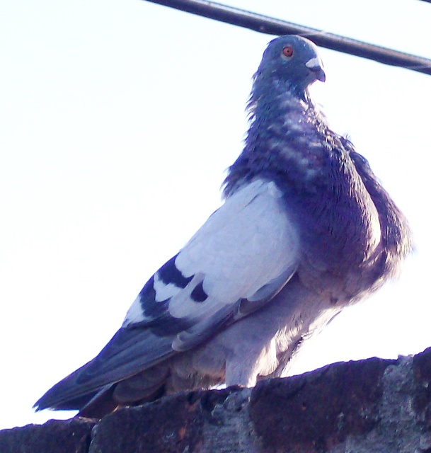 palomos de raza: PALOMOS DE CONQUISTA "CRIOLLO"