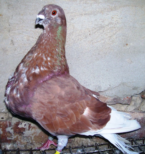 palomos de raza: PALOMOS DE CONQUISTA "CRIOLLO"