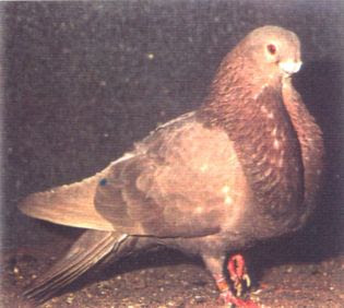 palomos de raza: buchon rafeño
