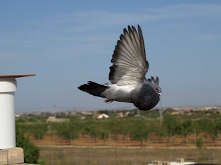 palomos de raza: buchon balear