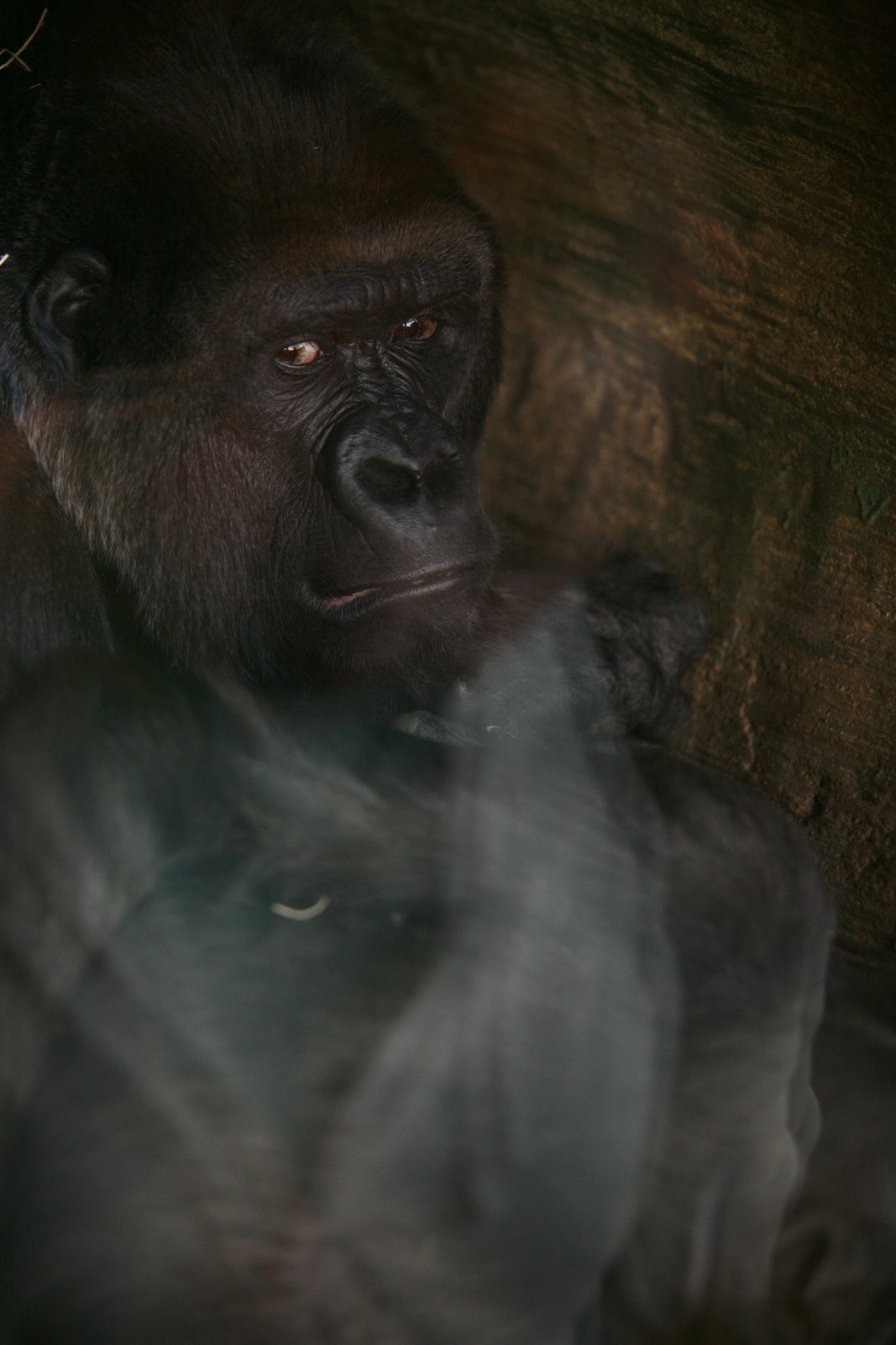 Alderton-Photography: Angry Gorilla-Lincoln Park Zoo- Chicago, IL