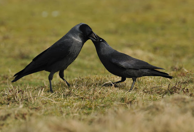 Steve Rogers birding: Jackdaw courtship behaviour