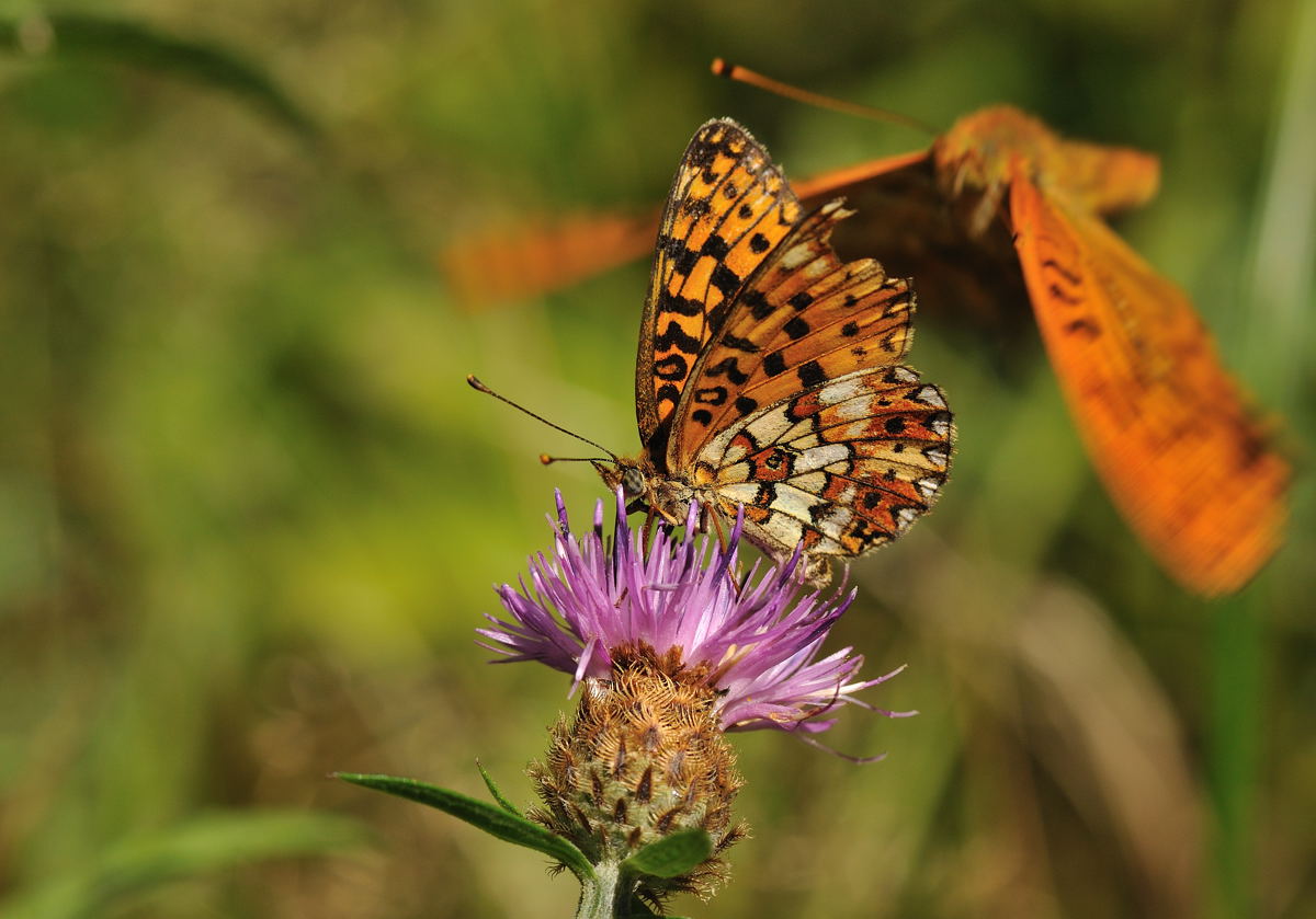 Steve Rogers birding: French fritillary's steal the show