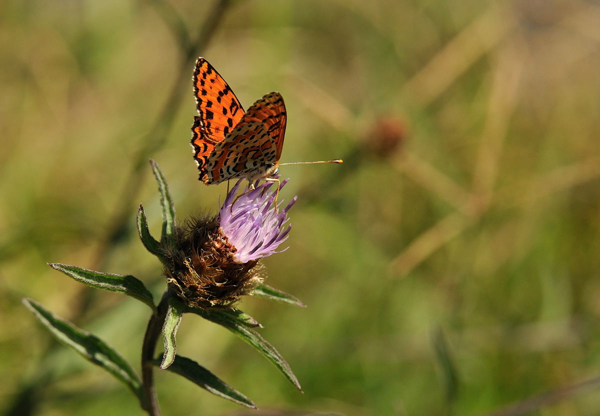 Steve Rogers birding: French fritillary's steal the show