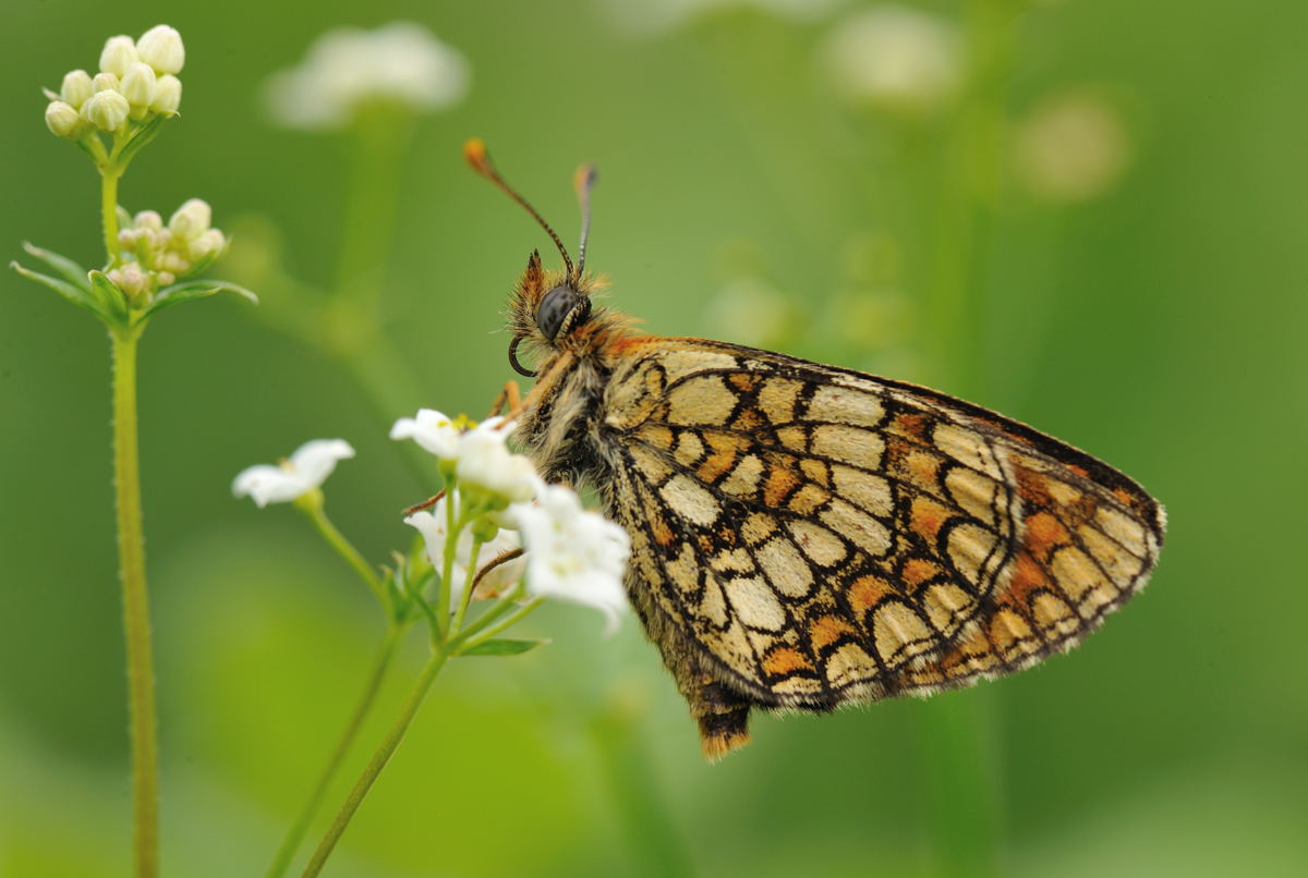 Steve Rogers birding: French fritillary's steal the show