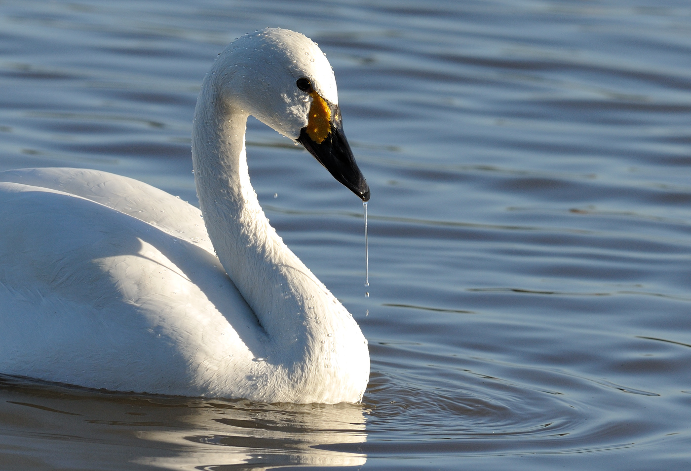 Steve Rogers birding: Bewick's Swan at Slimbridge
