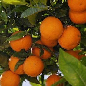 Kebun Jeruk Keprok: Varietas Jeruk Produksi Sequoia Orange Co.Navel Oranges