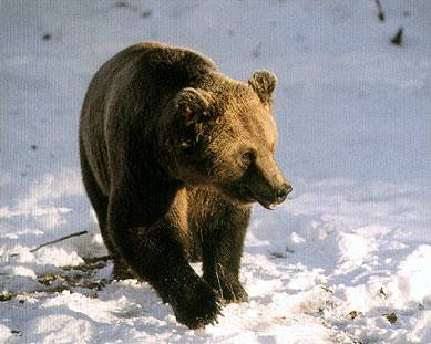 Η ΚΑΦΕ ΑΡΚΟΥΔΑ