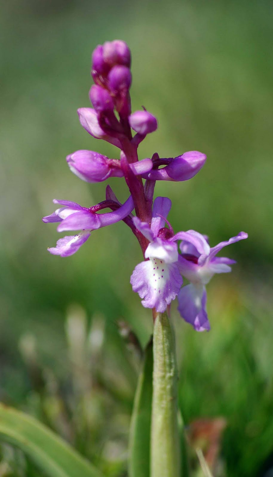 Orquídies del Camp i la Conca.: 2009