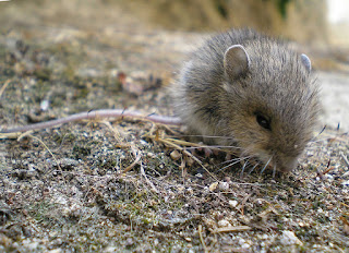 Fauna del Camp i la Conca.: Ratolí de camp.