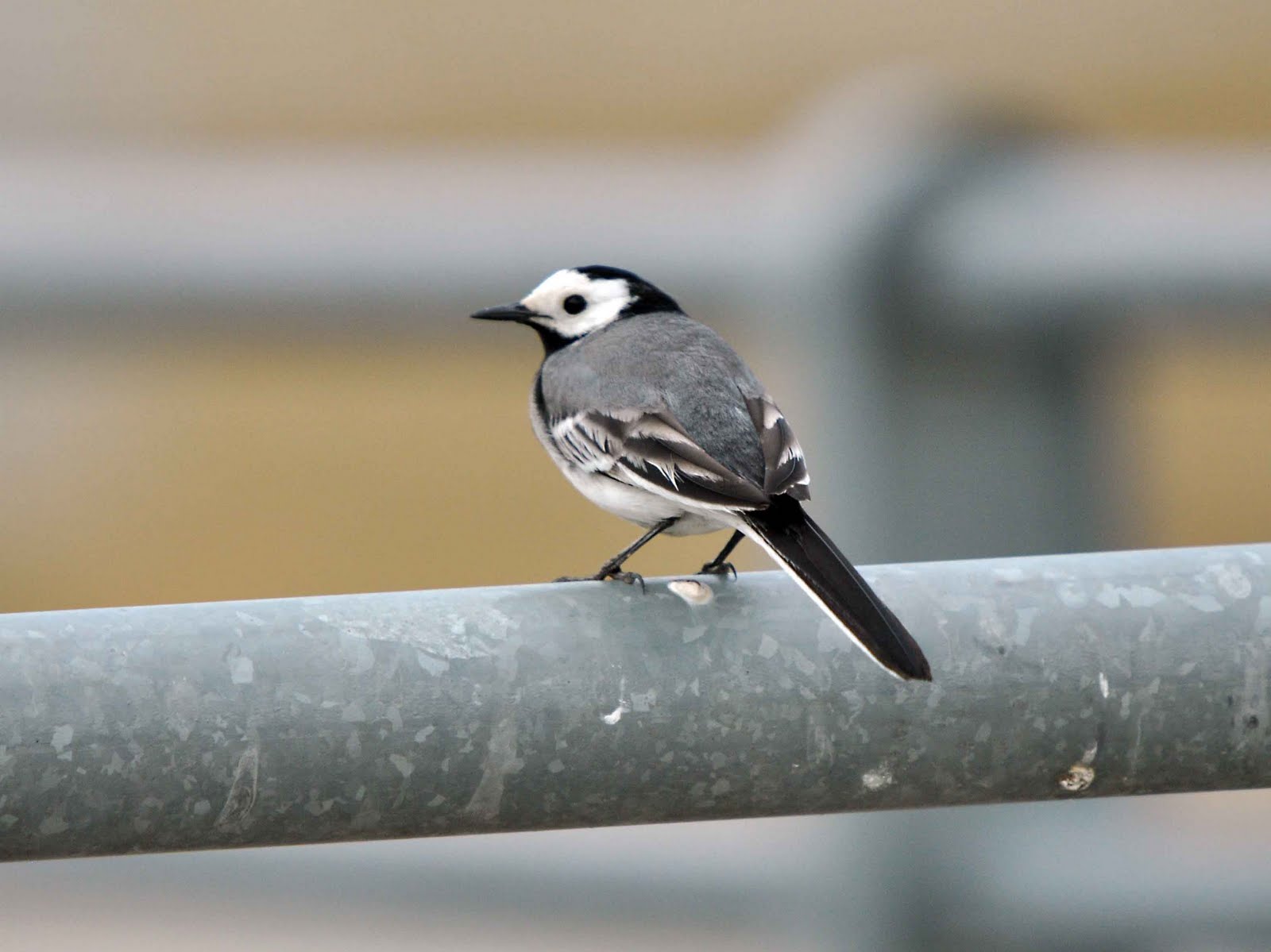 Blog del Màrius Domingo, Ca la Gallineta: Pastorella.